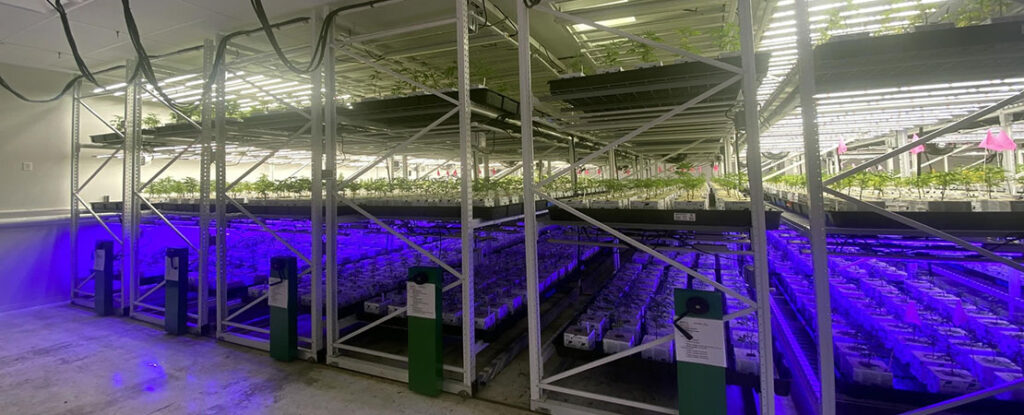 Vertical Farming. What You Need To Know About Growing Cannabis Indoor