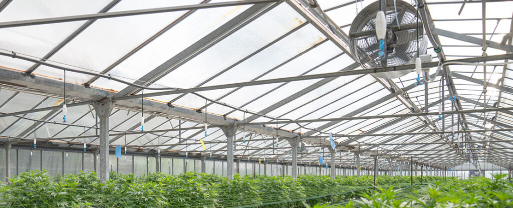 Indoor Commercial Grow Room Build: Top Factors To Consider
