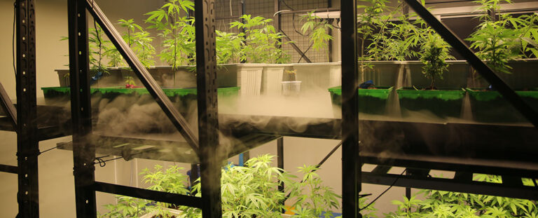 Vertical Growing Systems; The Cheat-Sheet For Best Indoor Grow