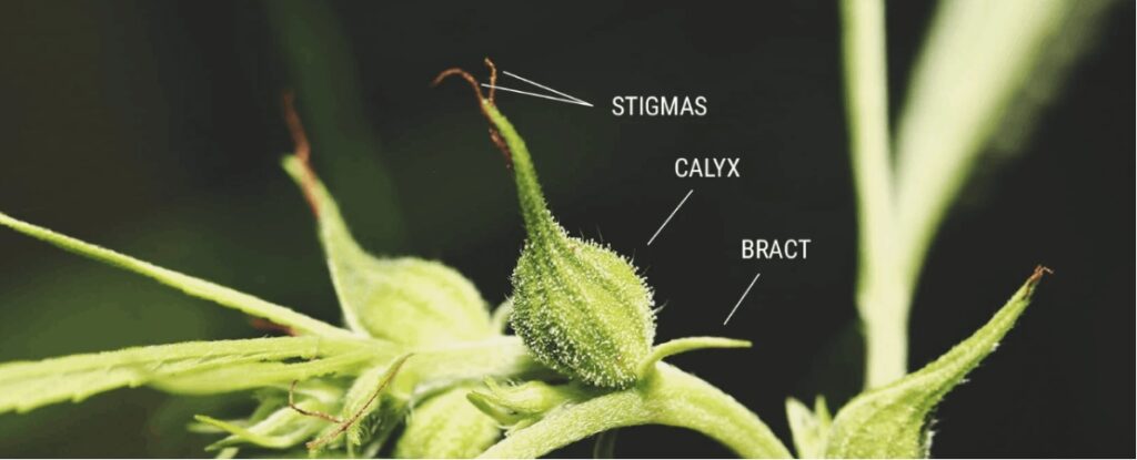 Cannabis Plant Anatomy: Essential Parts Make a Cannabis Plant