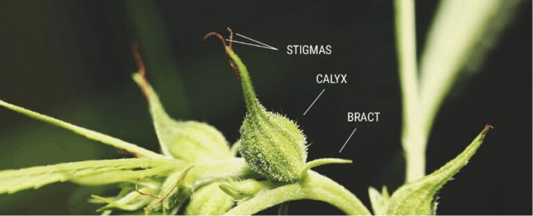 Cannabis Plant Anatomy: Essential Parts Make a Cannabis Plant