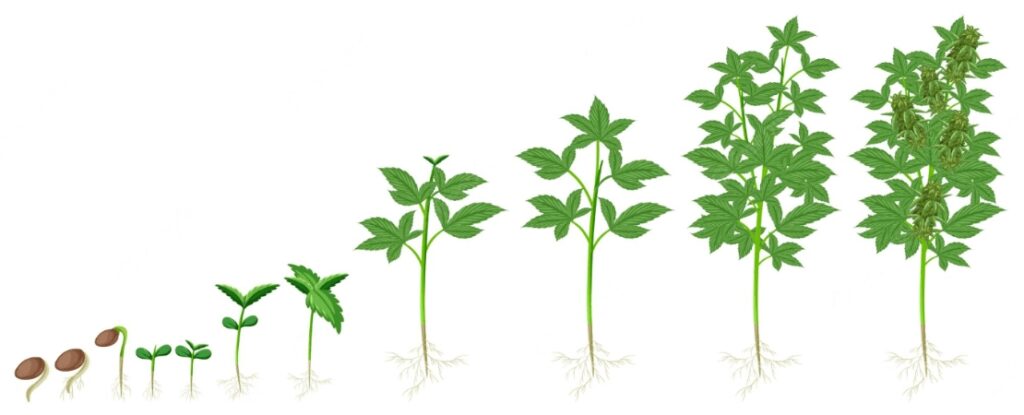 How to Clone a Cannabis Plant: A Step-By-Step Process