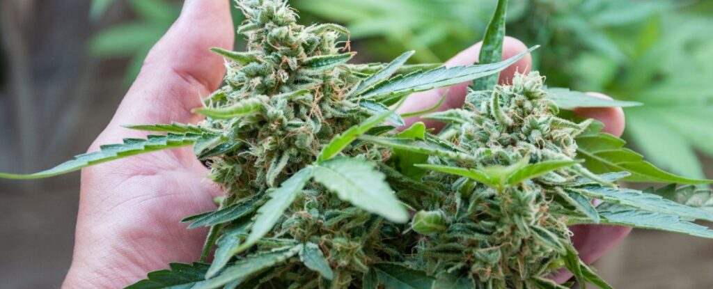 Cannabis Growing: Week-by-Week Growing Stages & Guidelines