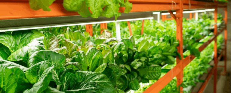 Vertical Grow Shelf System: Top Features For an Effective System