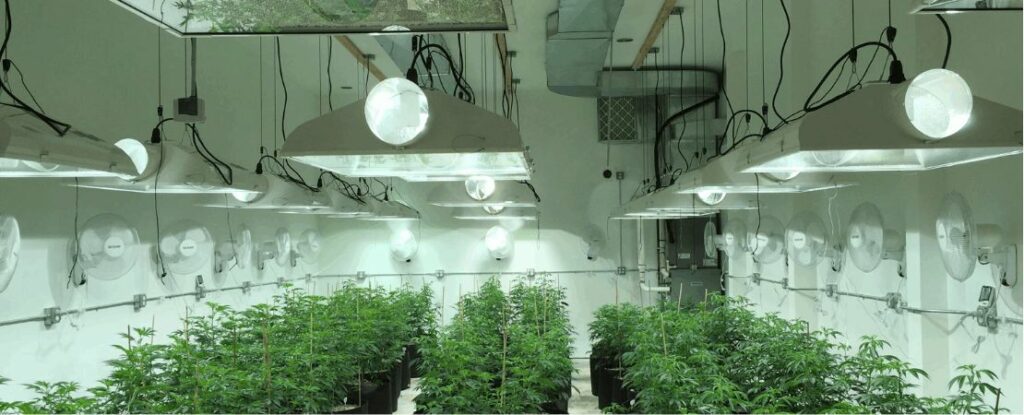 Cannabis Grow House Design Top Tips For A Profitable Design