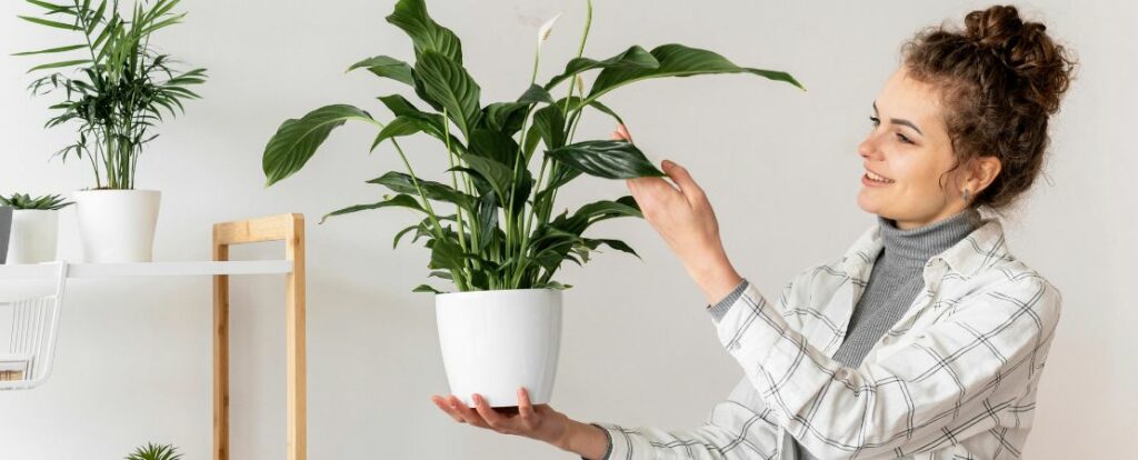 Cannabis Grow House Design: Top Tips for a Profitable Design