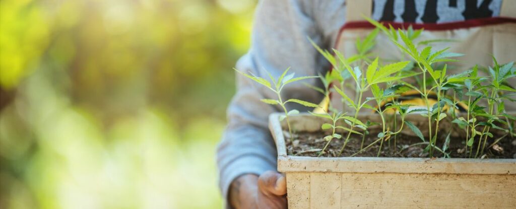 Cannabis Grow House Design: Top Tips for a Profitable Design