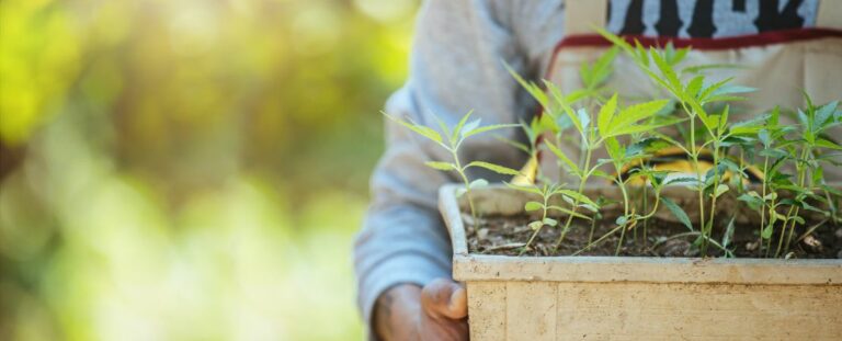 Cannabis Grow House Design: Top Tips for a Profitable Design