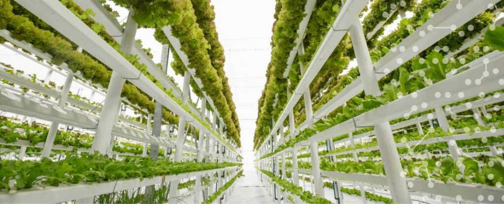 Cannabis Grow House Design: Top Tips for a Profitable Design